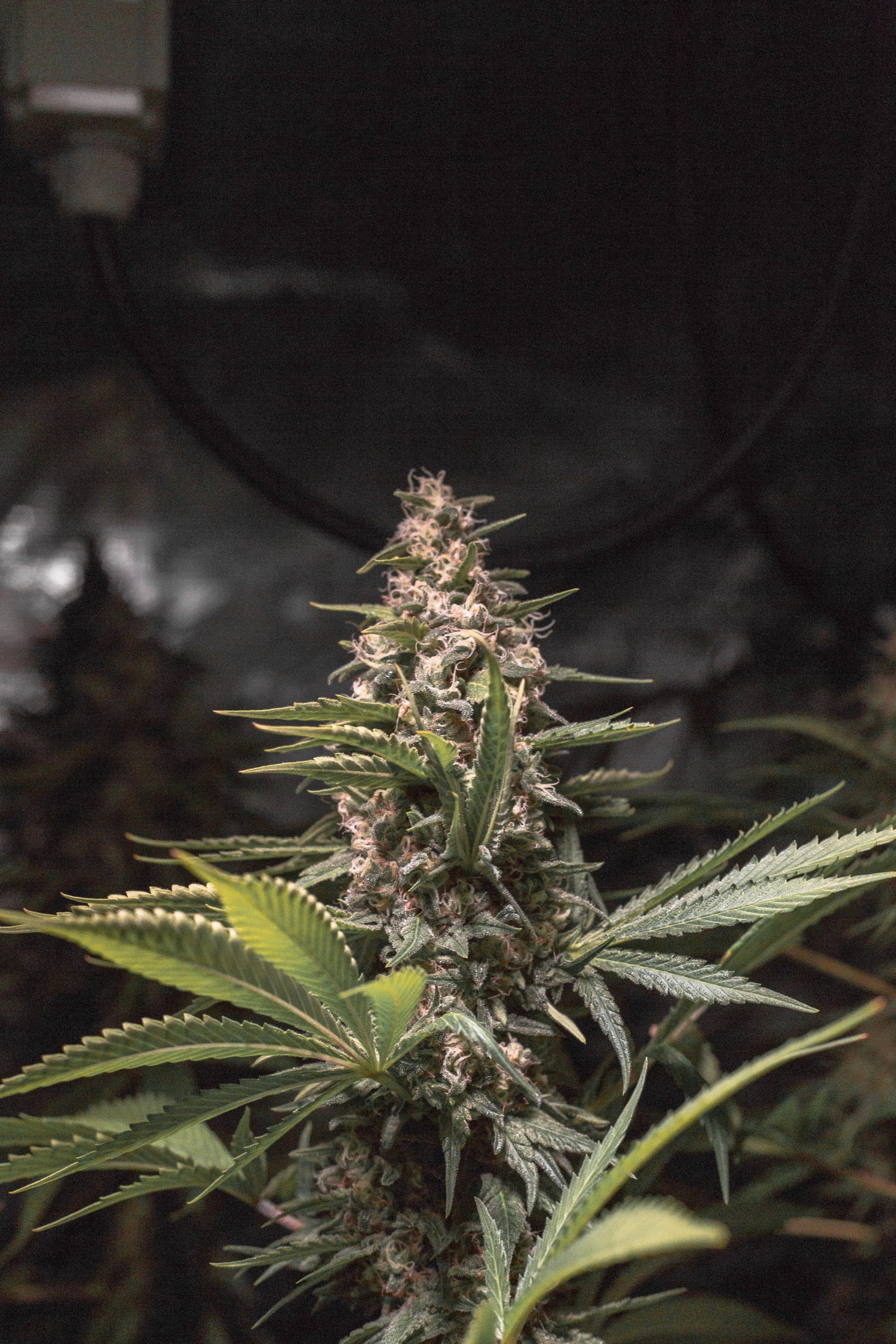 CHOCOLATE SPANISH CANDY Chocolate Haze X OG Chocolate Thai - Spanish ...